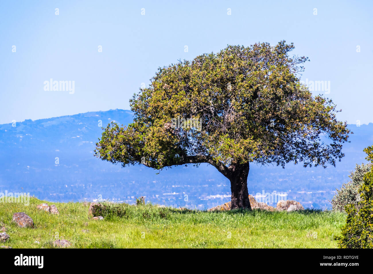 Live oak tree on a hill, south San Francisco bay area, San Jose ...