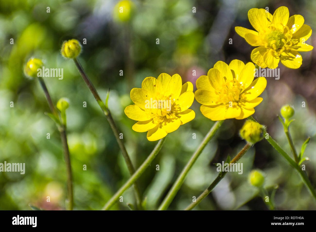 California Buttercup (Ranunculus californicus) wildflowers on a meadow ...