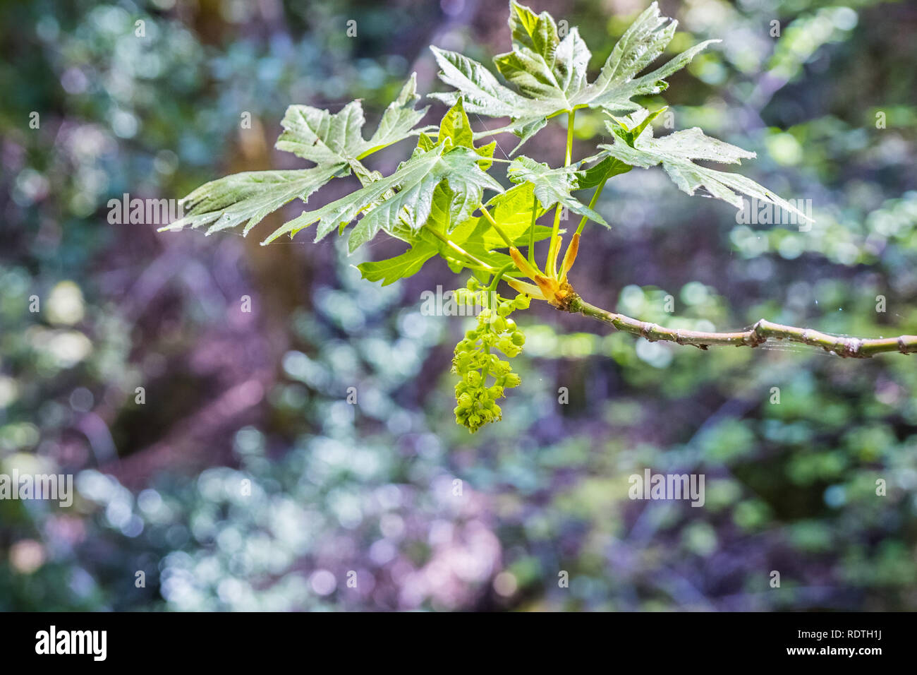 Bigleaf maple (Acer macrophyllum) leaves and flowers, Uvas Canyon ...