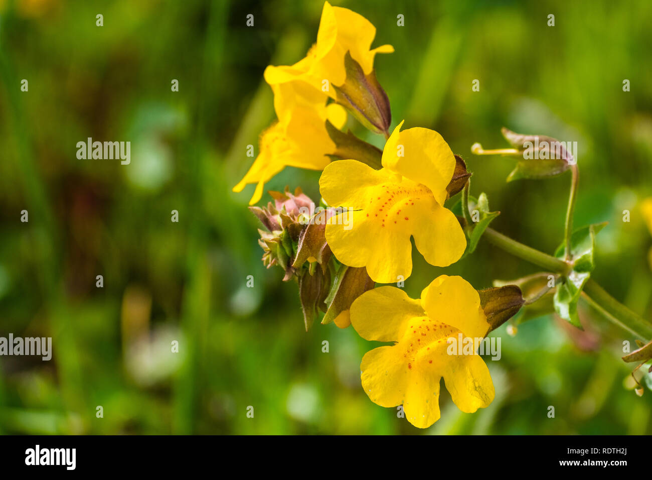 White mimulus hi-res stock photography and images - Alamy