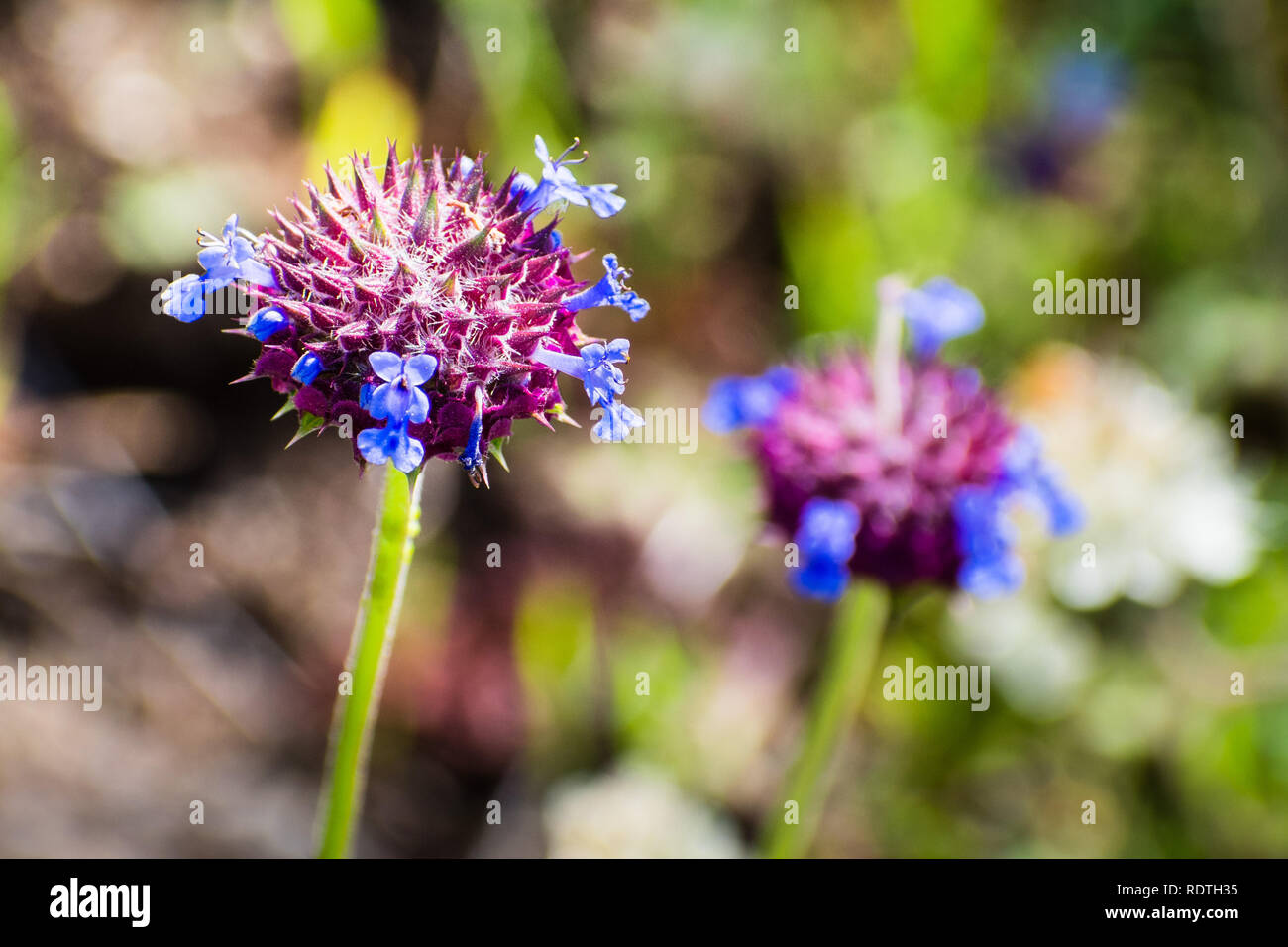 Chia sage (Salvia columbariae) wild flowers blooming in Santa Clara ...
