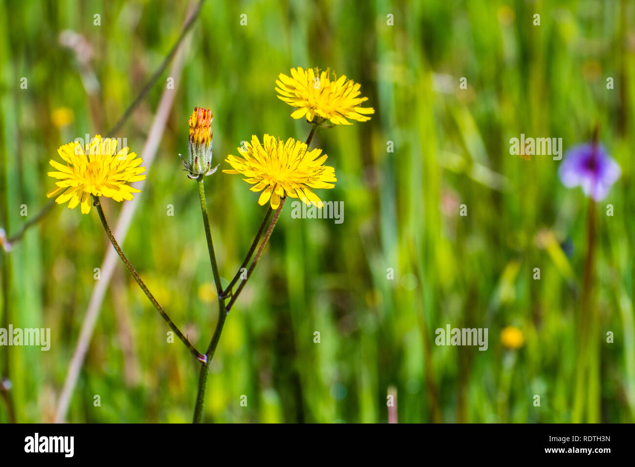 False dandelion High Resolution Stock Photography and Images - Alamy