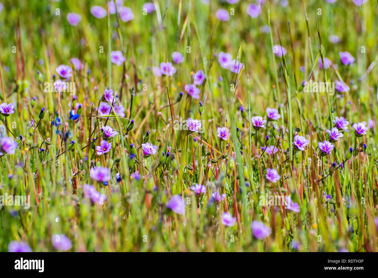 Filaree hi-res stock photography and images - Alamy