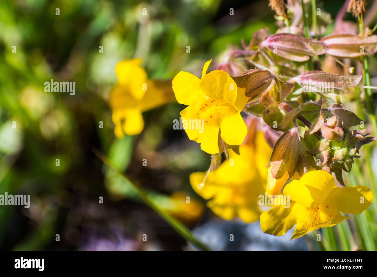 Seep spring monkey flower hi-res stock photography and images - Alamy
