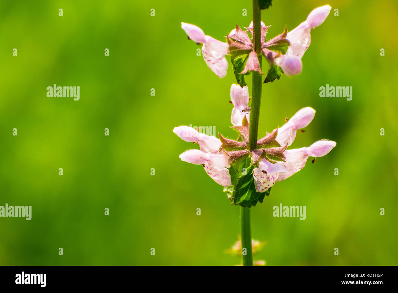 Rough hedgenettle (Stachys rigida) wildflower; green background, Santa ...