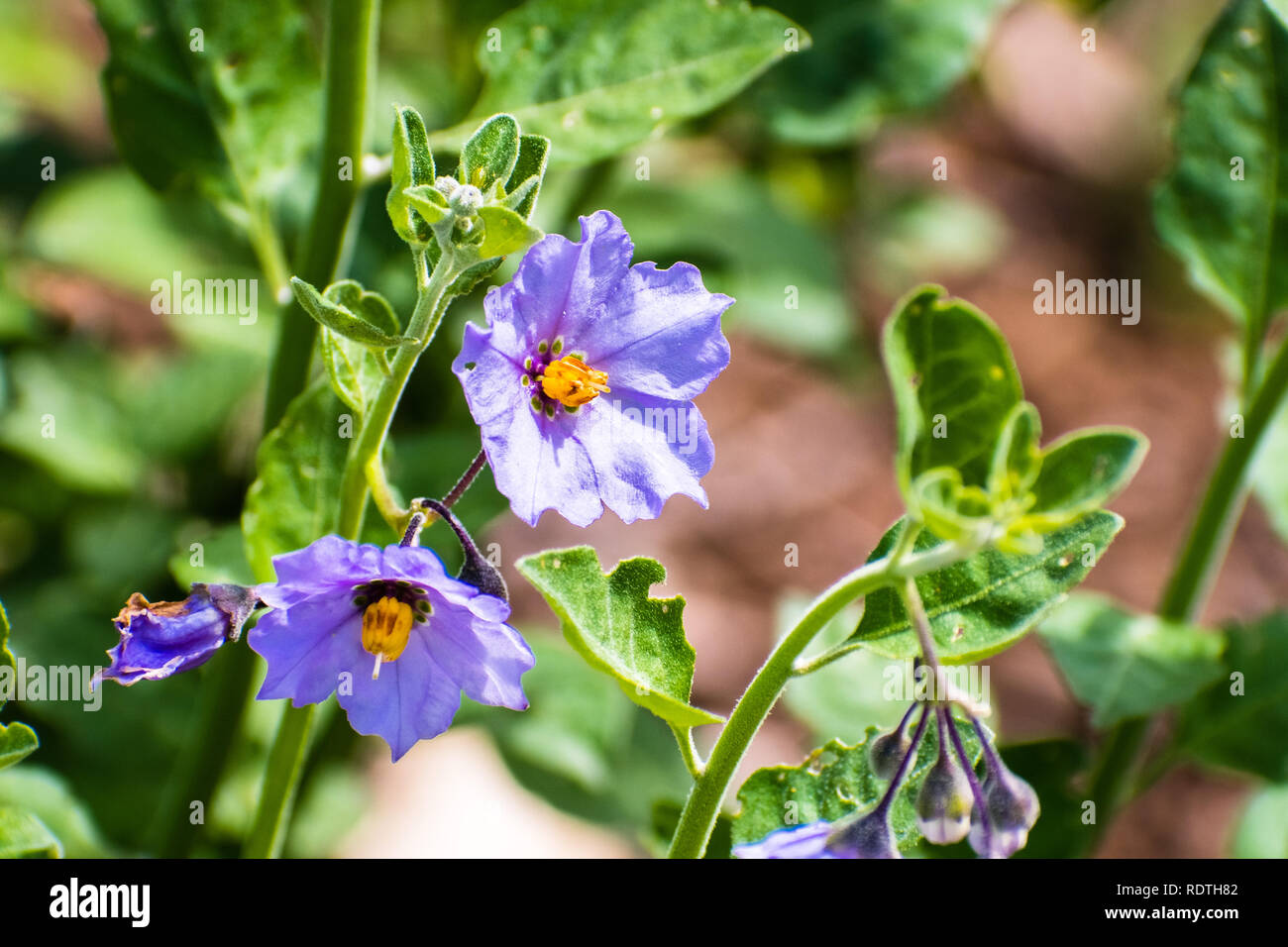 Blue nightshade (Solanum umbelliferum) wildflowers, south San Francisco ...