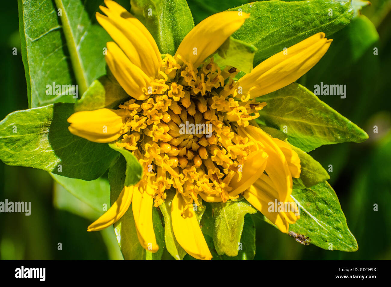 Wyethia helenioides hi-res stock photography and images - Alamy