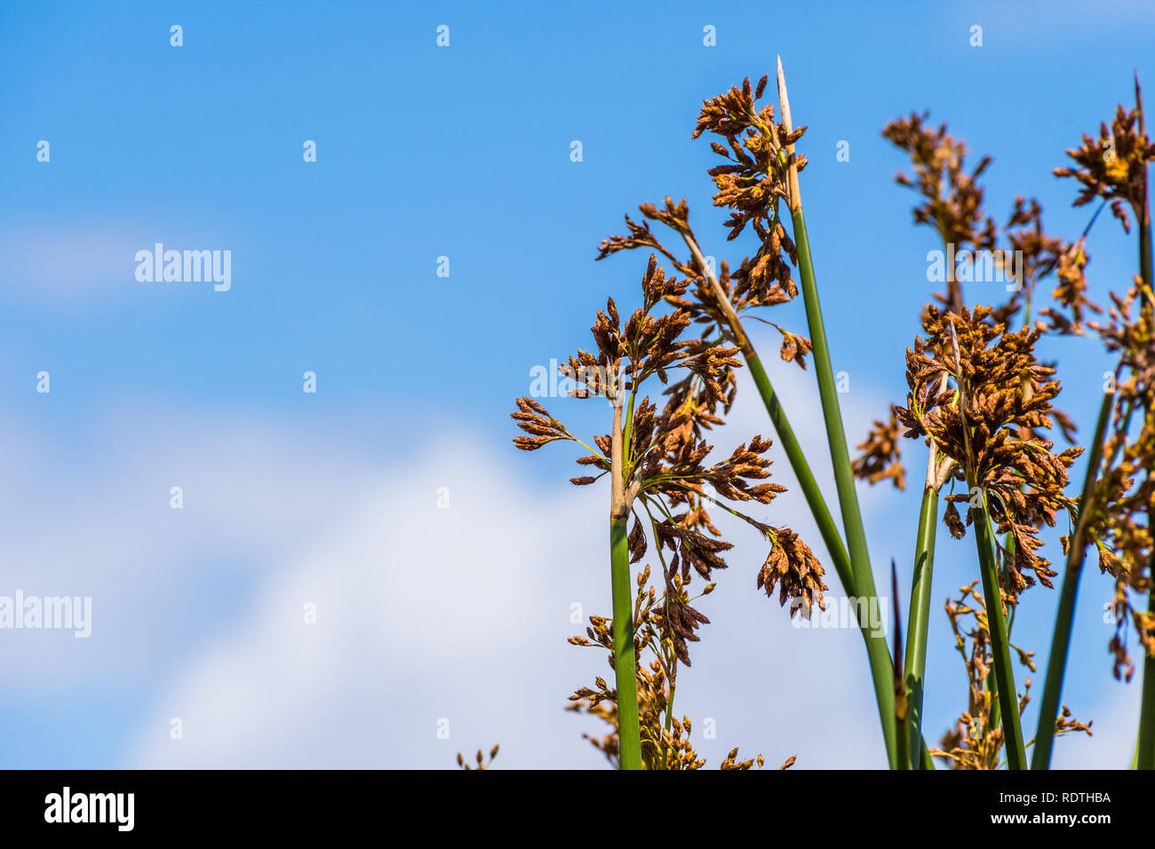 Common tule hardstem tule tule hi-res stock photography and images - Alamy