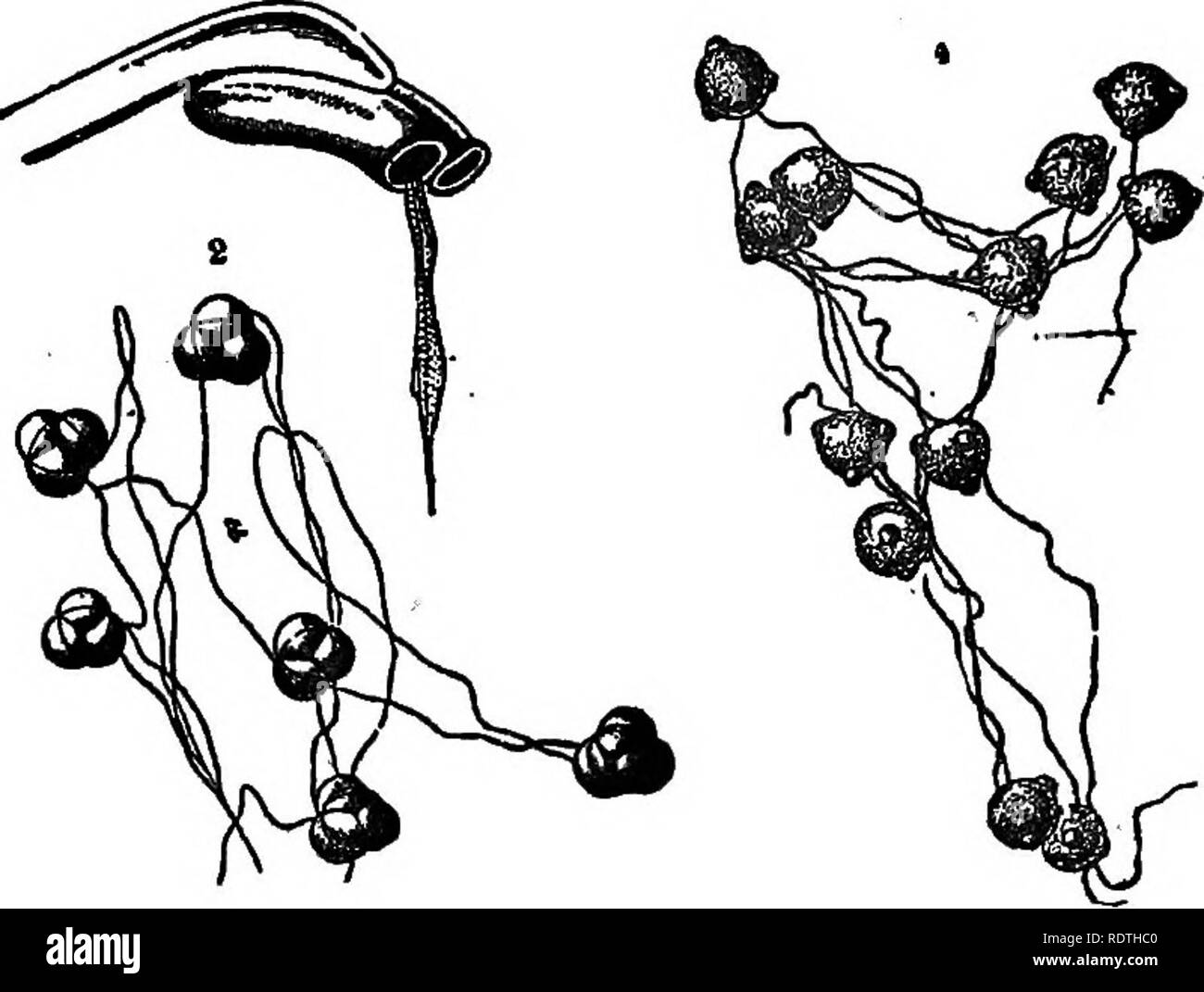 Hun red Black and White Stock Photos & Images - Alamy