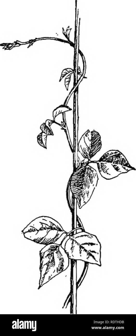 . Nature and development of plants. Botany. io6 NATURE OF CLIMBING ...