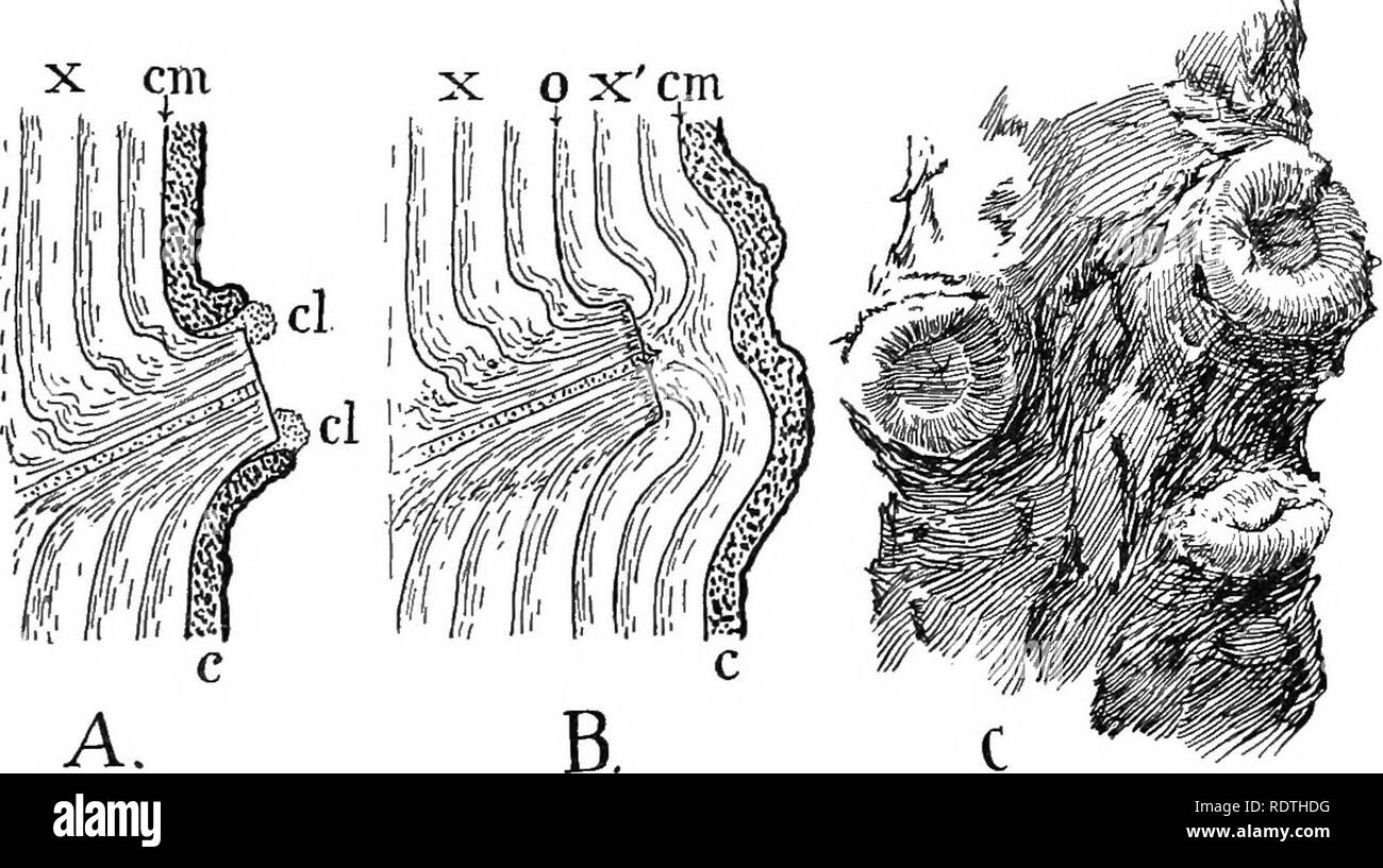 Callus cells Black and White Stock Photos & Images - Alamy
