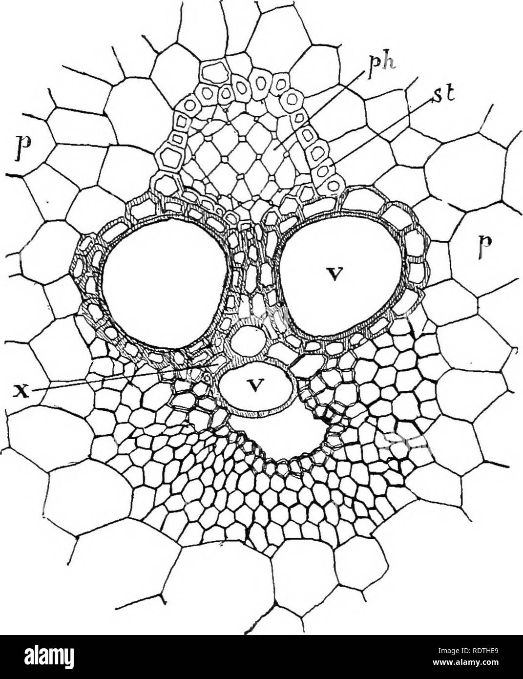 Corn stem cross section hi-res stock photography and images - Alamy