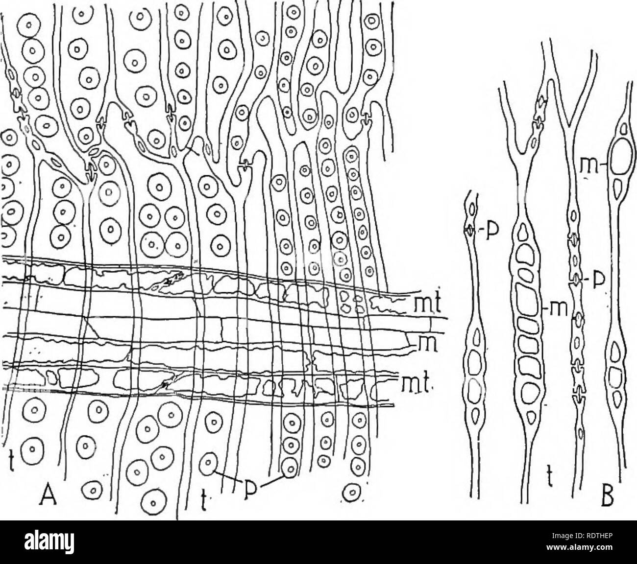 Medullary rays hi-res stock photography and images - Alamy