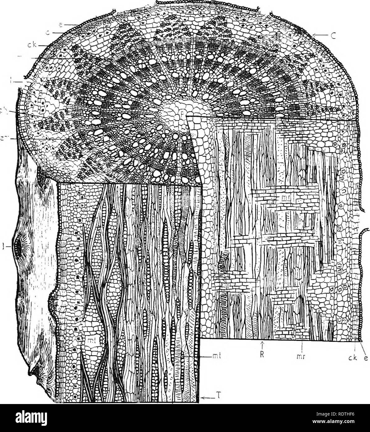 Tangential cross section hi-res stock photography and images - Alamy