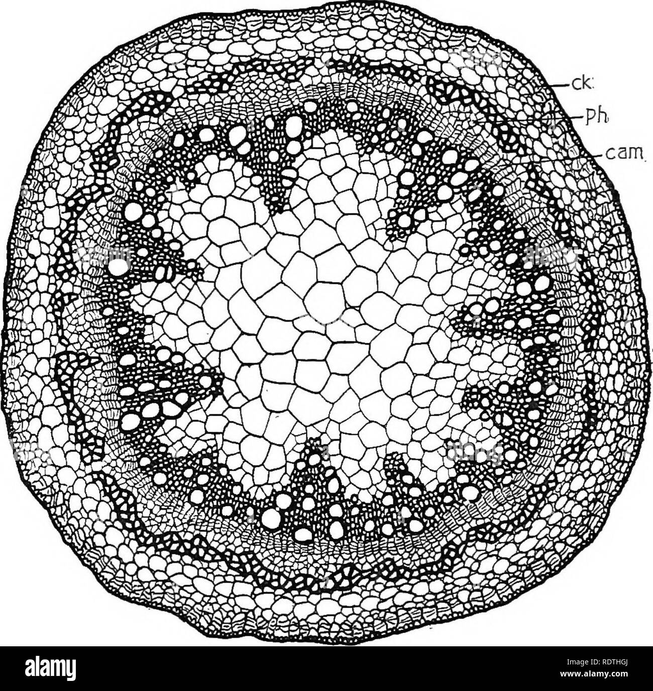 Cross section of stem Black and White Stock Photos & Images - Alamy