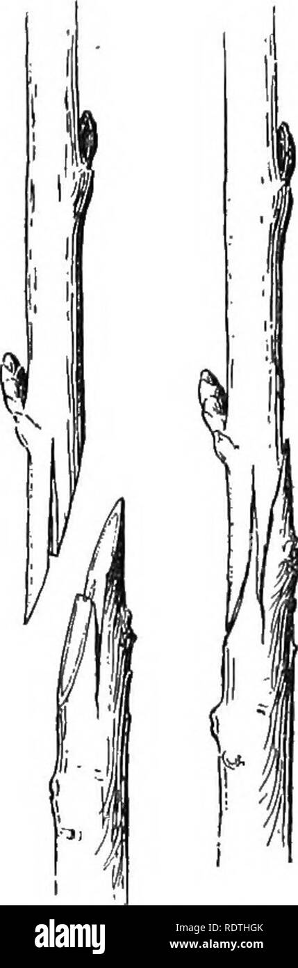 . Essentials of botany. Botany; Botany. STRUCTURE OF THE STEM 75 90 ...