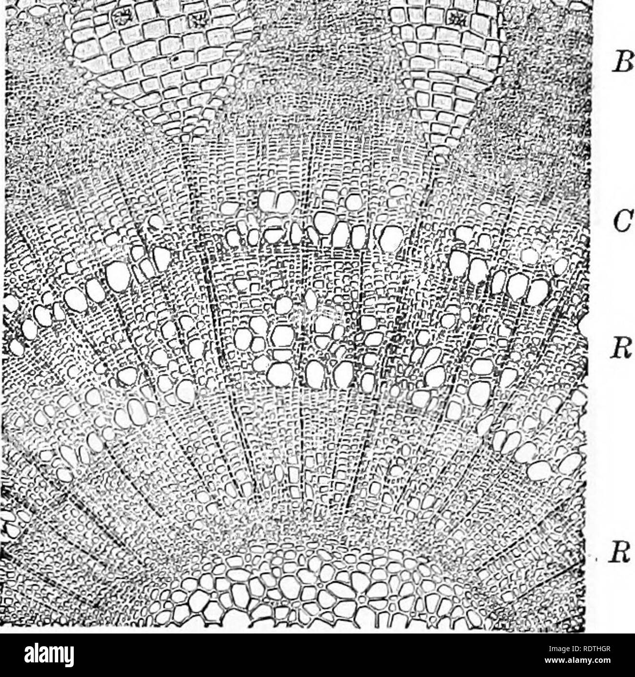 . Essentials of botany. Botany; Botany. STRUCTURE OF THE STEM 73 bark ...