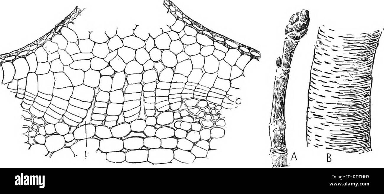 Lenticels Black and White Stock Photos & Images - Alamy