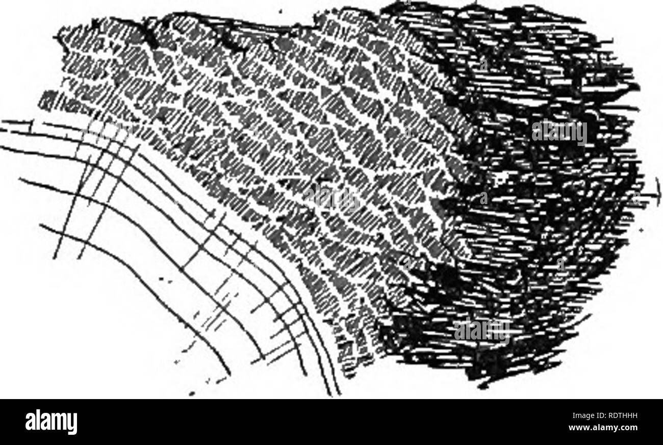 . Nature and development of plants. Botany. Fig. 48. Fig. 49. Fig. 48 ...