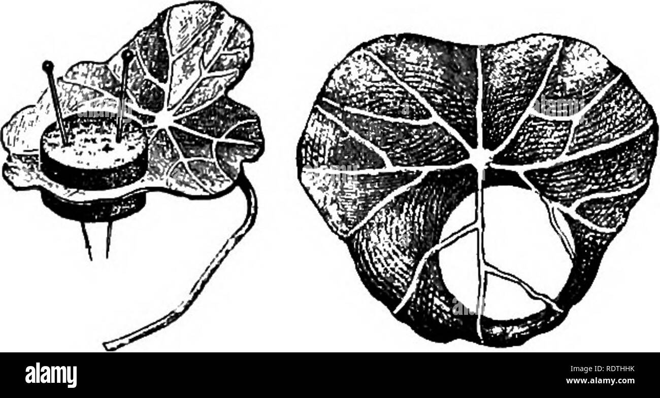 Leaf starch test hi-res stock photography and images - Alamy