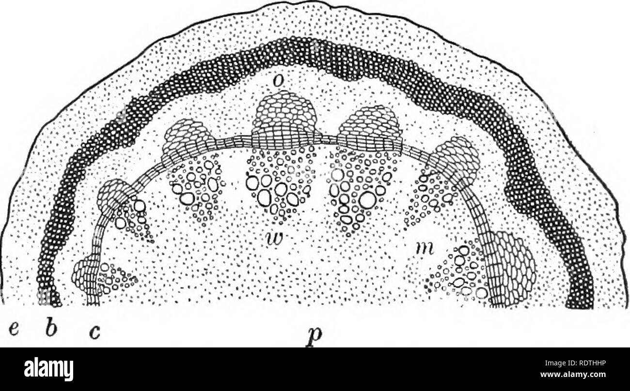 . Essentials of botany. Botany; Botany. Fig. 39. Diagrammatic Cross ...