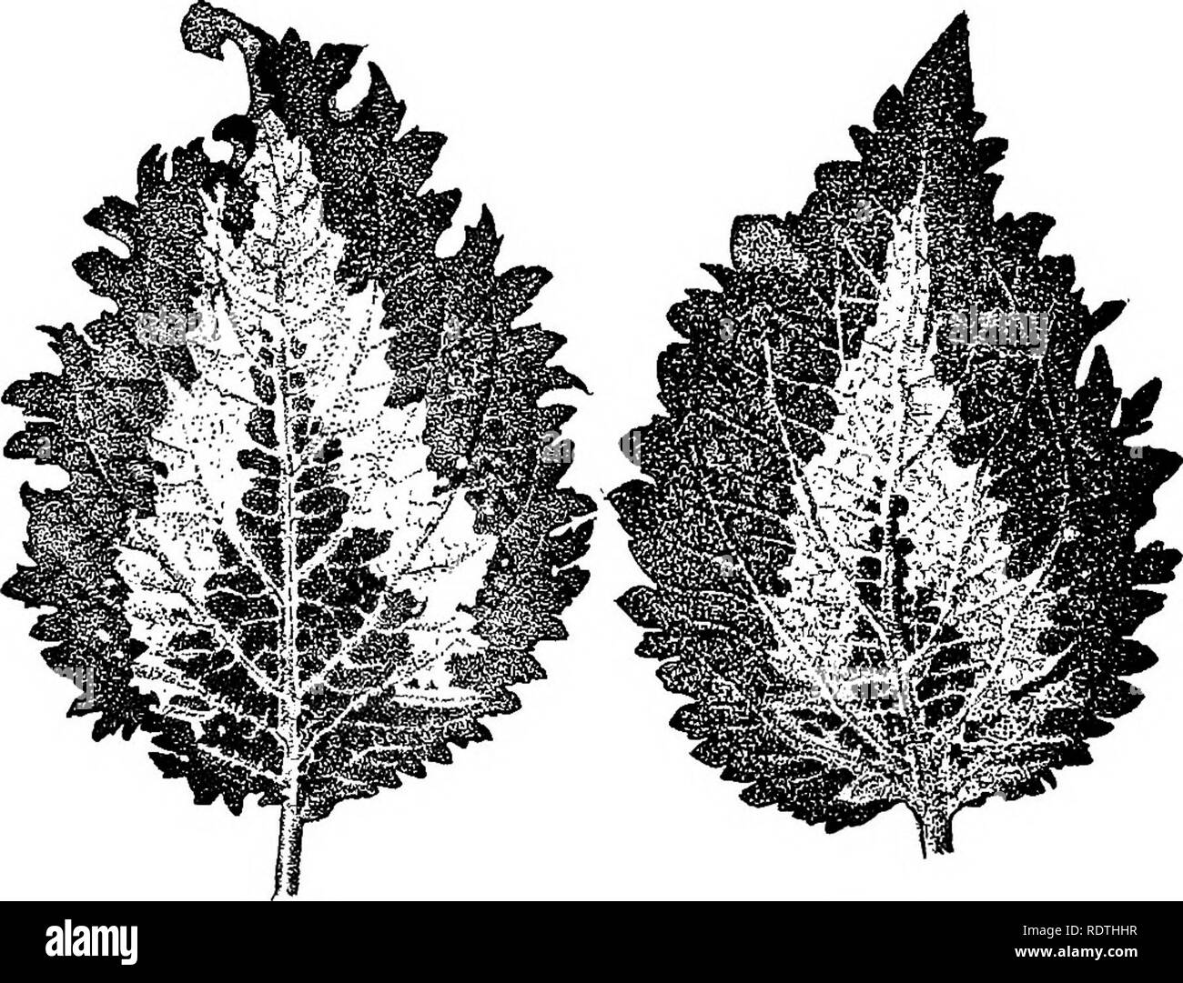 Iodine starch test hi-res stock photography and images - Alamy