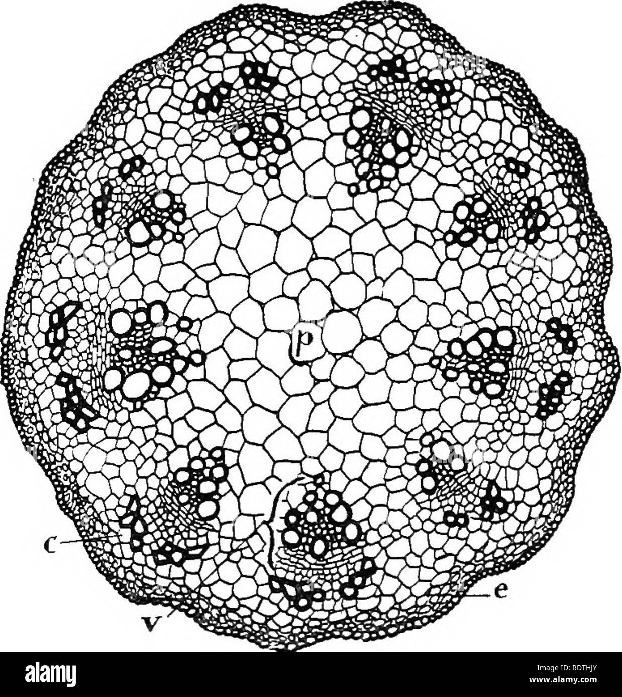 . Nature and development of plants. Botany. NATURE OF PLANTS 77 caused ...