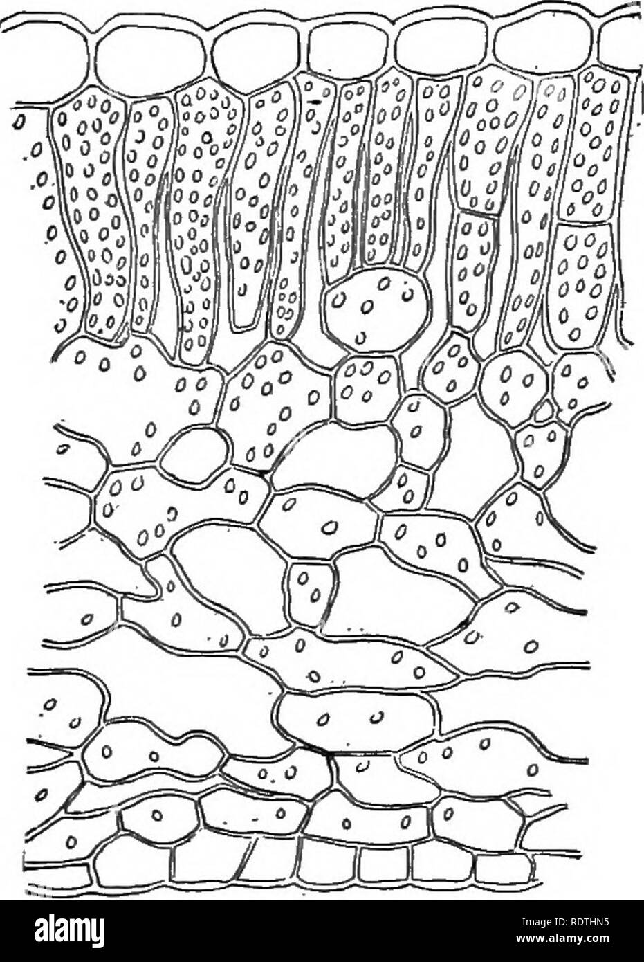 . Nature and development of plants. Botany. Fig. 26. Fig. 27. Fig. 26 ...