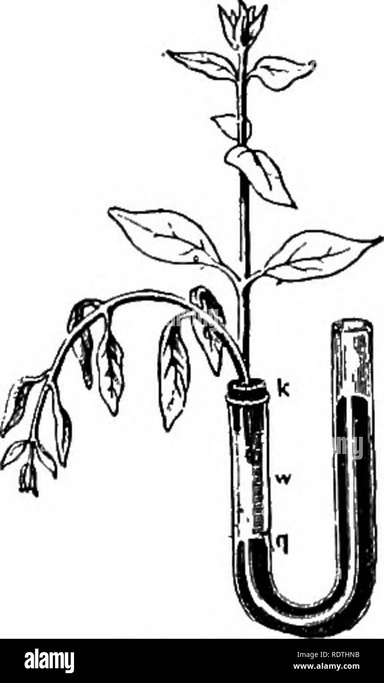 . Elementary botany. Botany. CHAPTER IV. TURGESCENCE. 58. Turgidity of ...