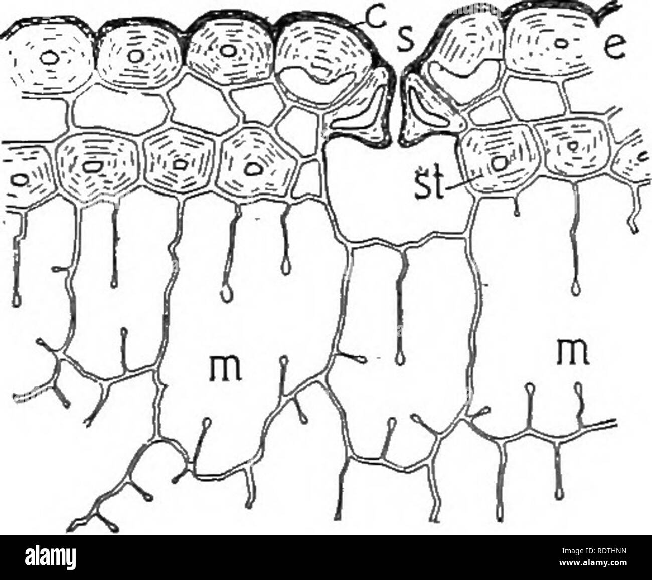 Cone bearing plants Black and White Stock Photos & Images - Alamy