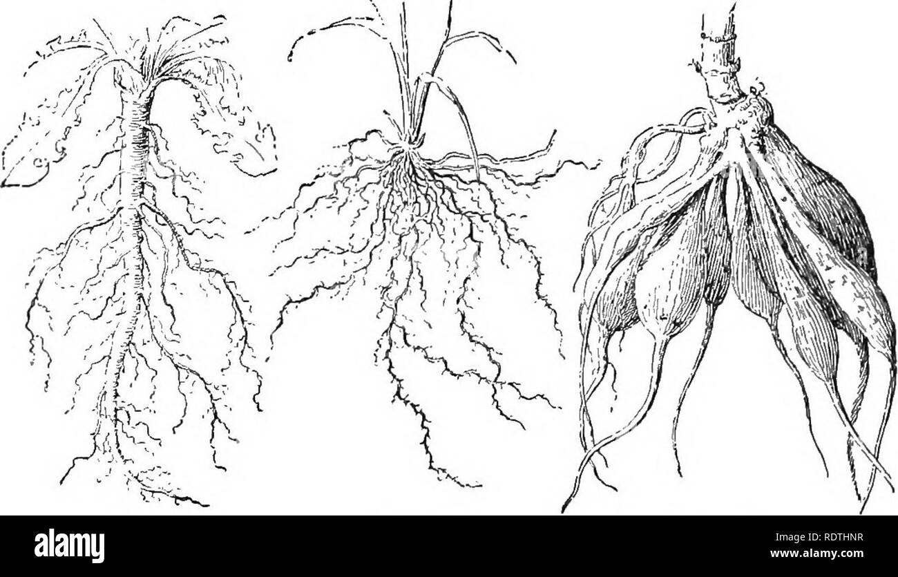 . Essentials of botany. Botany; Botany. 34 ESSENTIALS OF BOTANY Roots ...