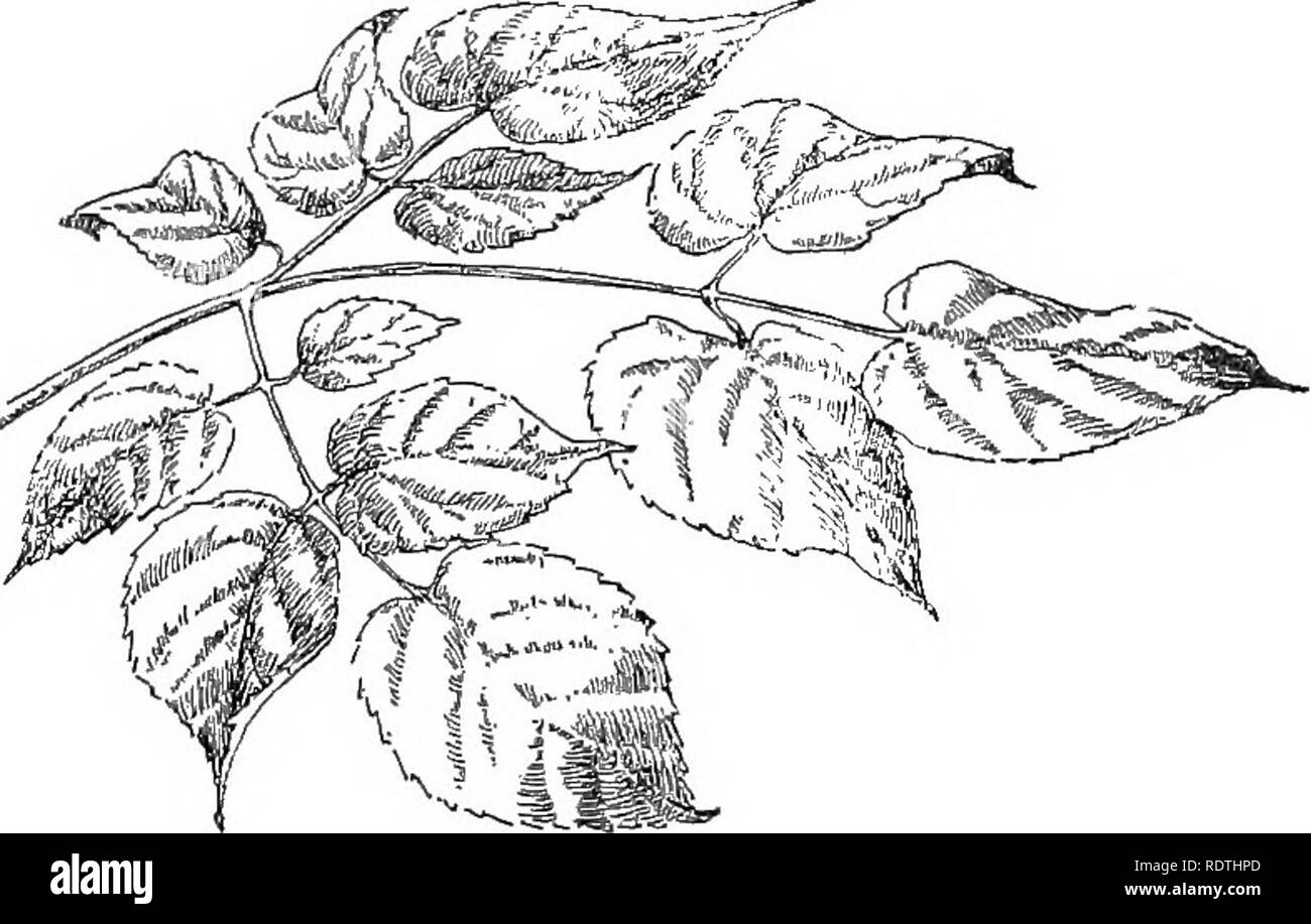 Angular stems hi-res stock photography and images - Alamy