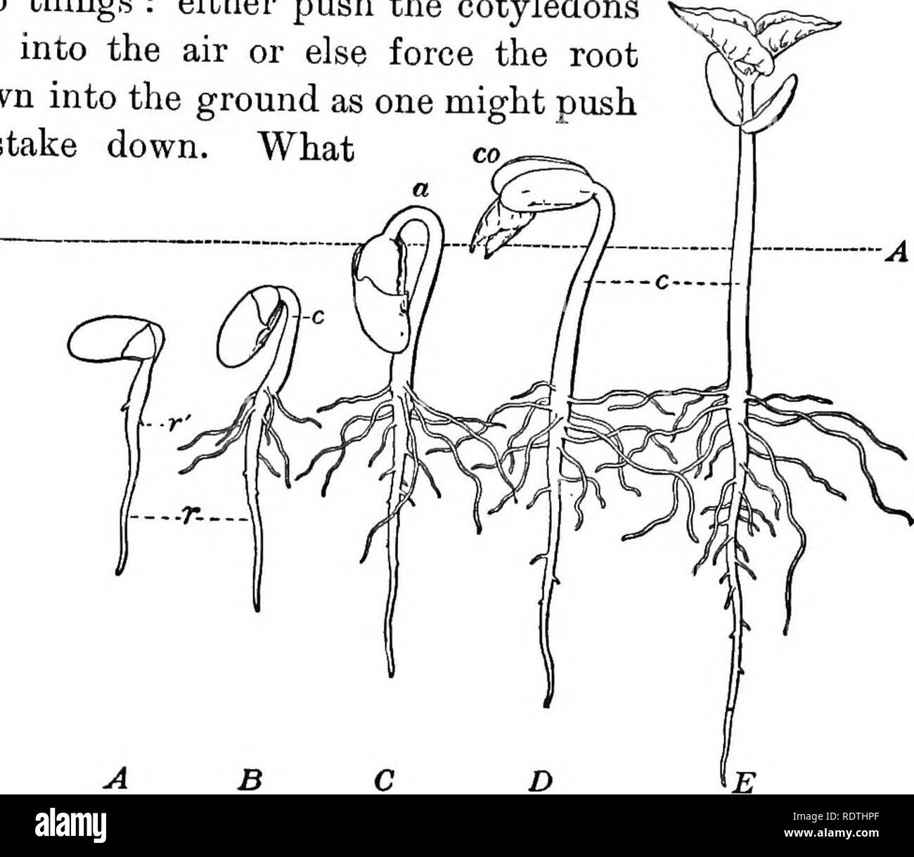 Sinks its roots hi-res stock photography and images - Alamy