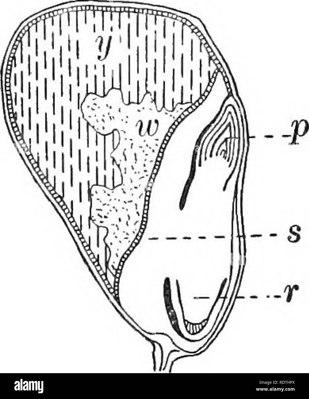 Seed groove Black and White Stock Photos & Images - Alamy