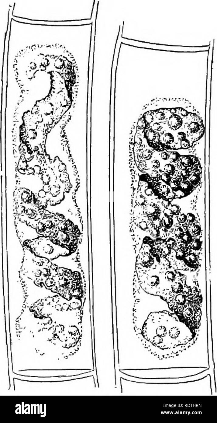 . Elementary botany. Botany. Fig. 4- Cell of spirogyra before treatment ...