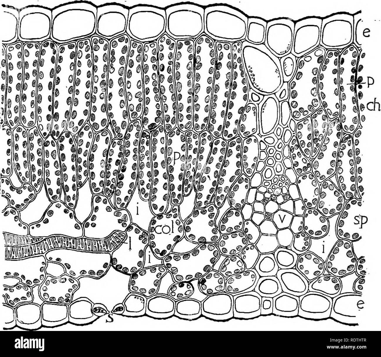 . Nature and development of plants. Botany. NATURE OF PLANTS. Fig. 5 ...