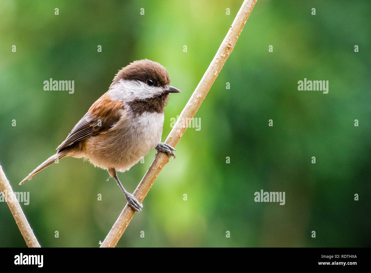 Close up of Chestnut backed Chickadee (Poecile rufescens); blurred ...
