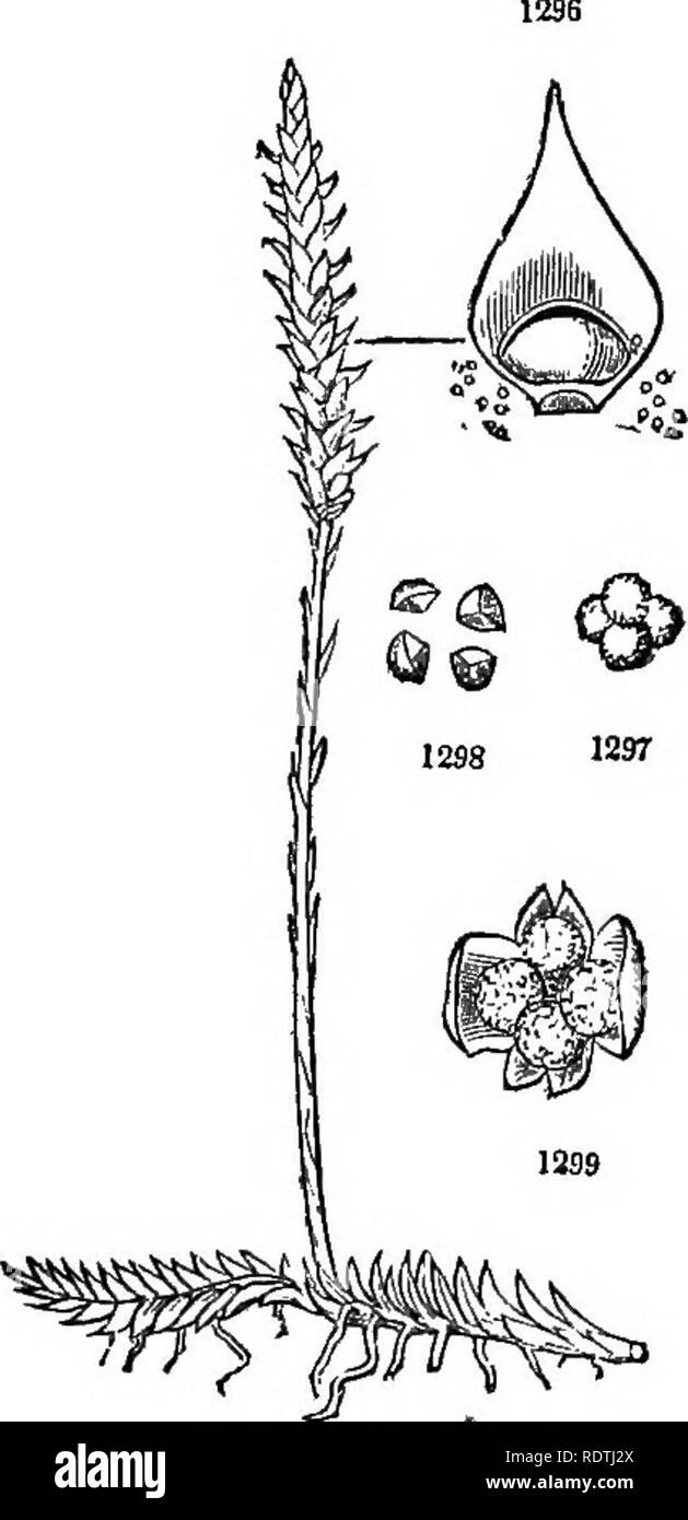 . Introduction to structural and systematic botany, and vegetable ...