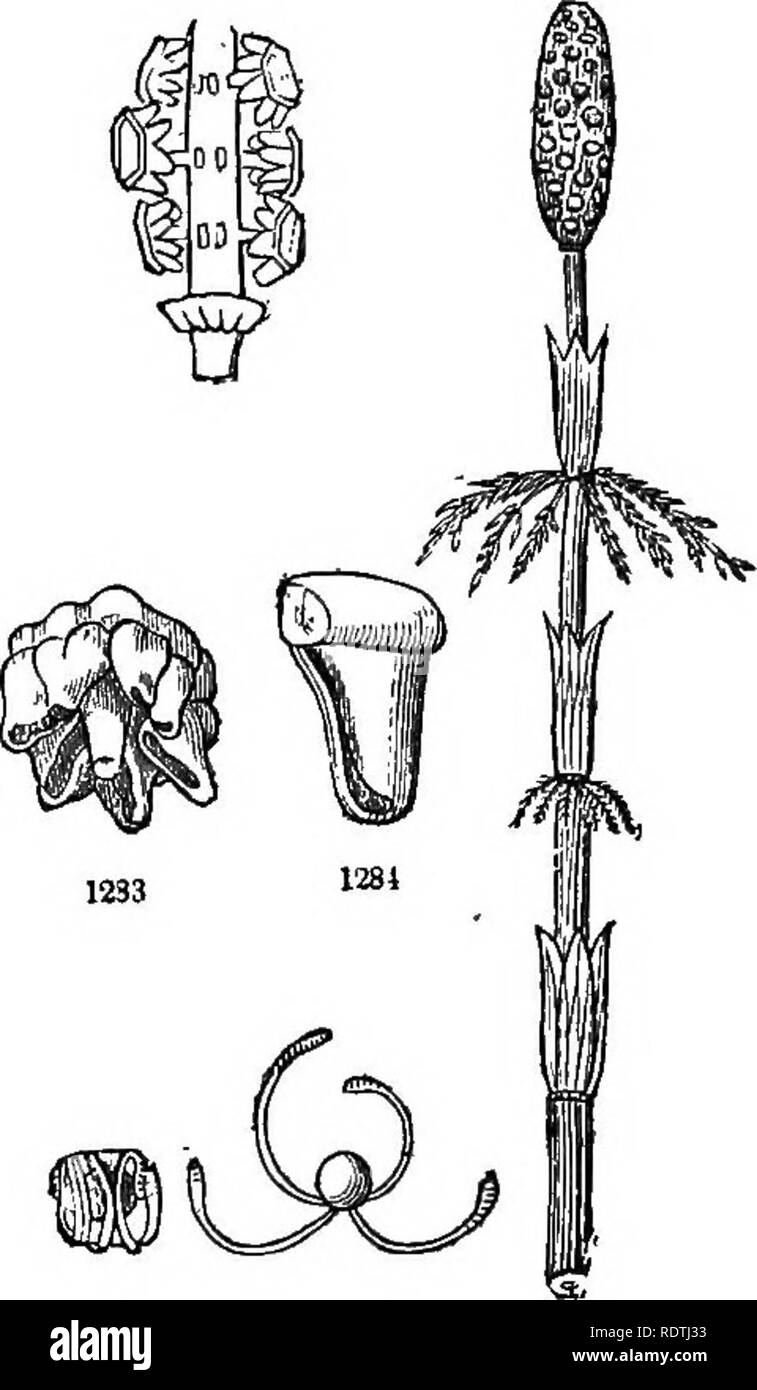 Flowerless vascular plants hi-res stock photography and images - Alamy