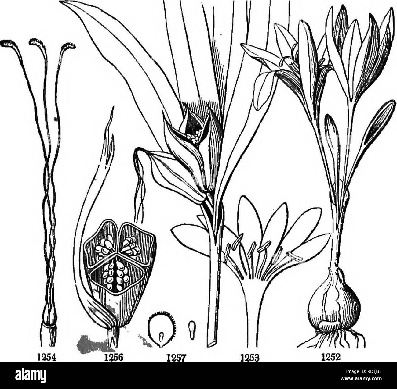 Colchicum family Black and White Stock Photos & Images - Alamy