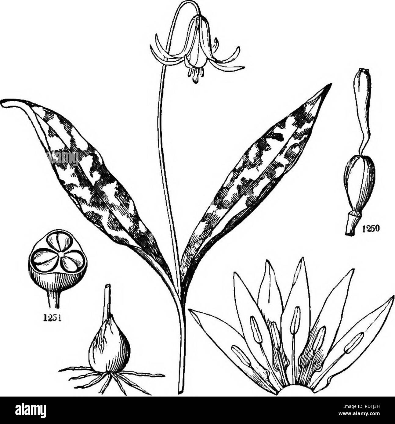 Seeded sub Black and White Stock Photos & Images - Alamy