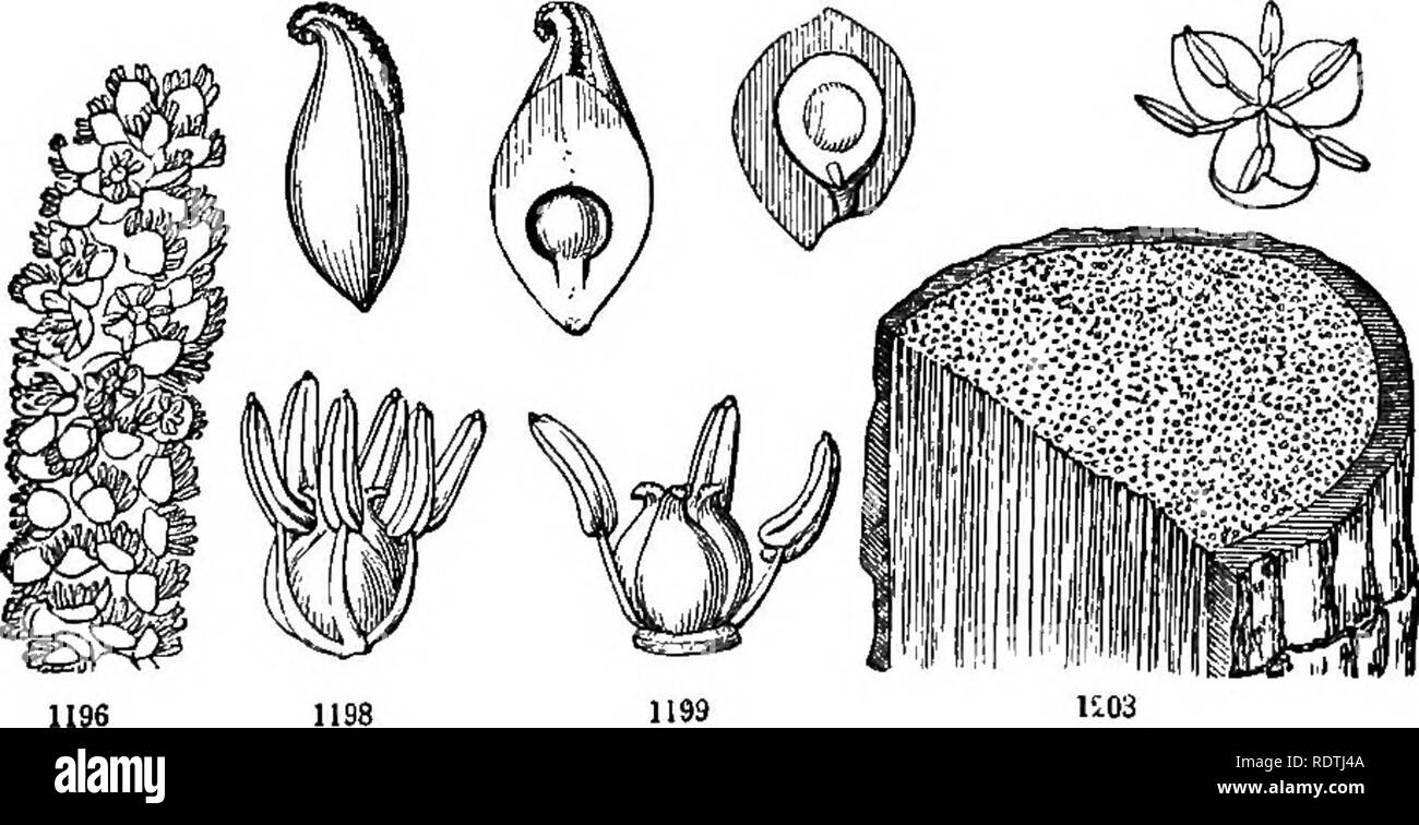 . Introduction to structural and systematic botany, and vegetable ...