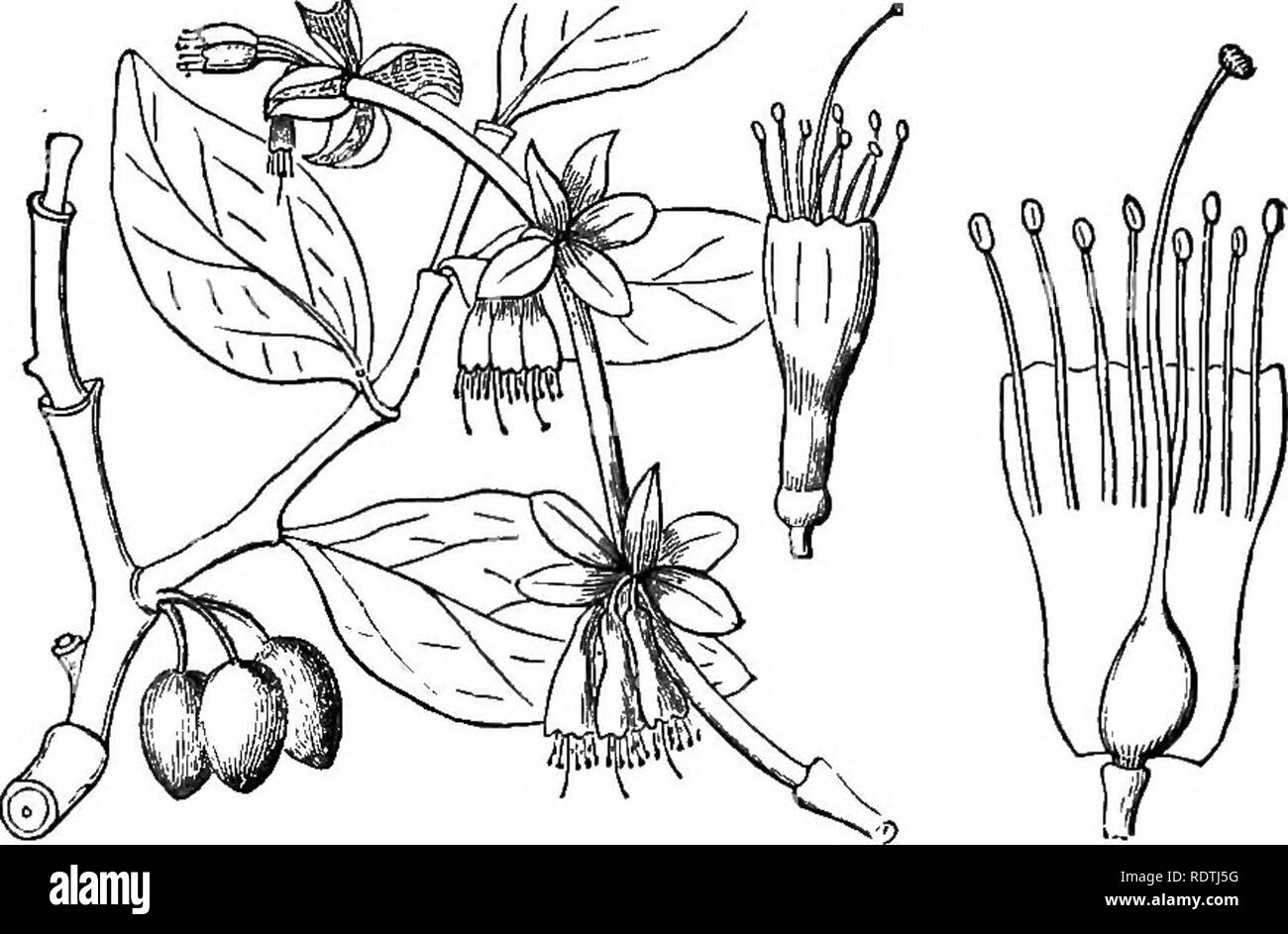 Cinnamon bark cinnamomum zeylanicum spice Black and White Stock Photos ...