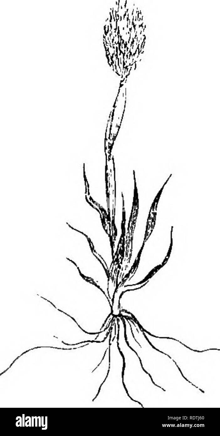 Phleum arenarium hi-res stock photography and images - Alamy