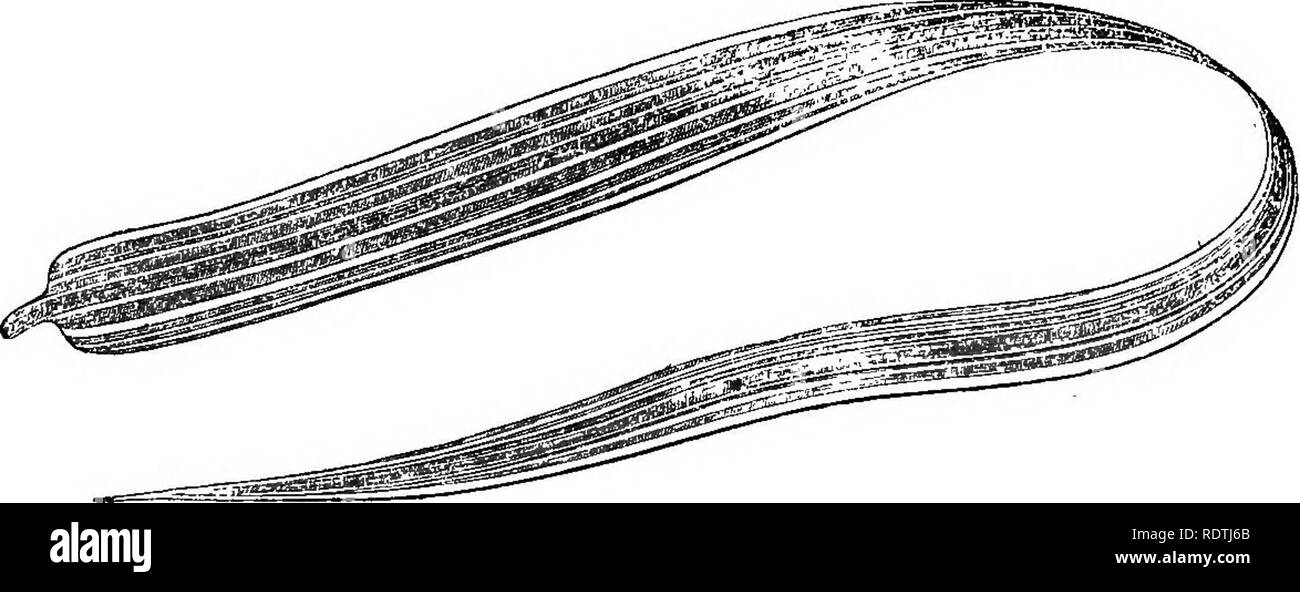 Rib grass Black and White Stock Photos & Images - Alamy