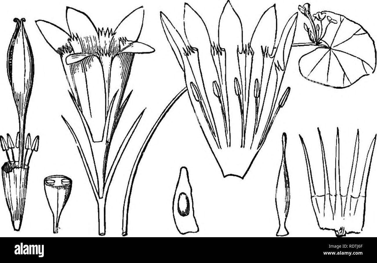 . Introduction to structural and systematic botany, and vegetable ...
