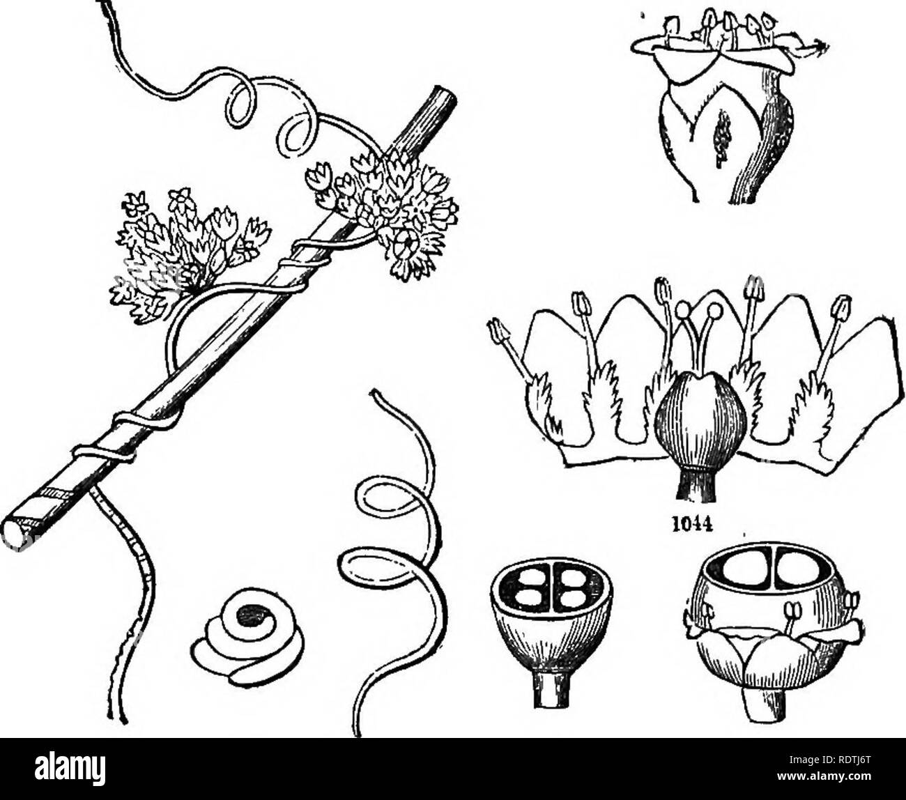 Scammony Black and White Stock Photos & Images - Alamy