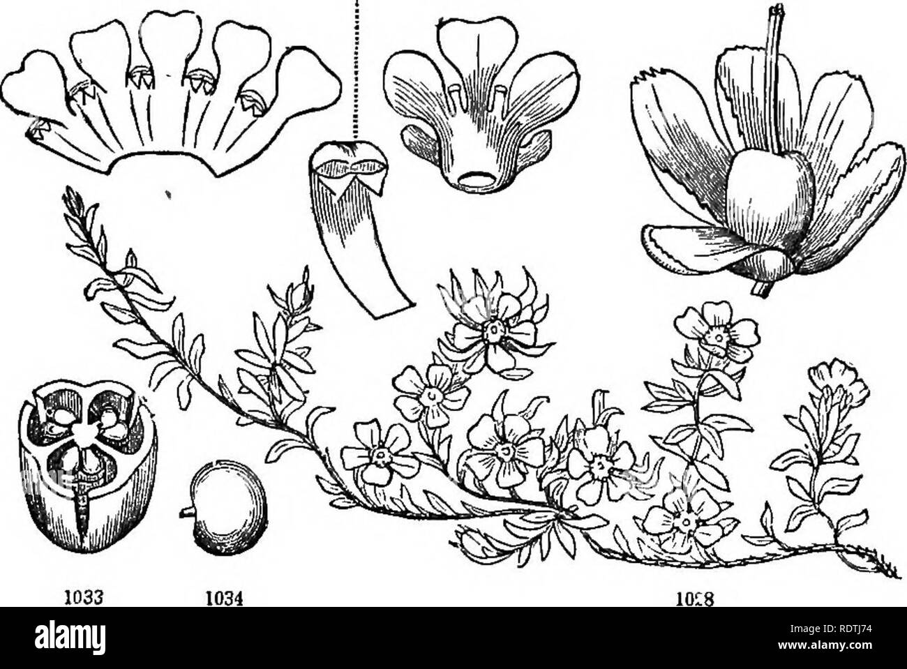 . Introduction to structural and systematic botany, and vegetable ...