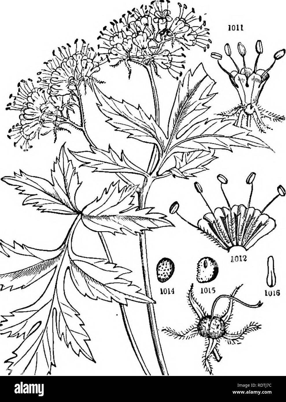 . Introduction to structural and systematic botany, and vegetable ...