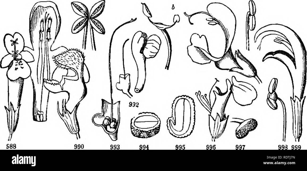 Angular stems hi-res stock photography and images - Alamy